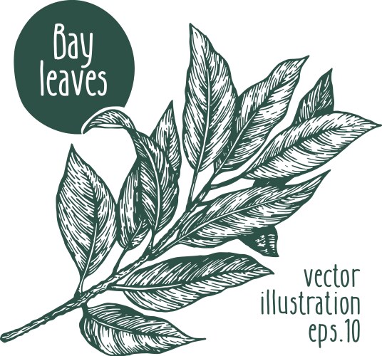 Bay Vector Images (over 19,000)