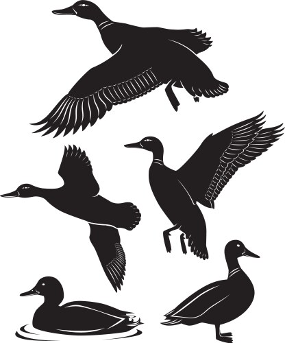 Duck Vector Images (over 61,000)