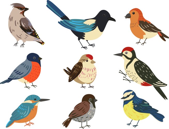 Birds Royalty Free Vector Image - VectorStock