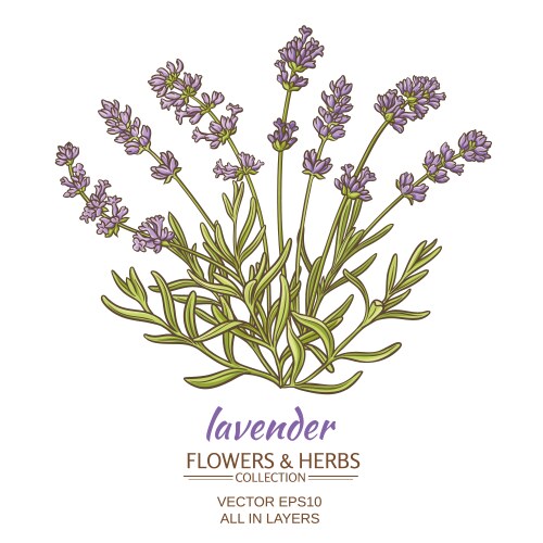 Lavanda Vector Images (over 230)