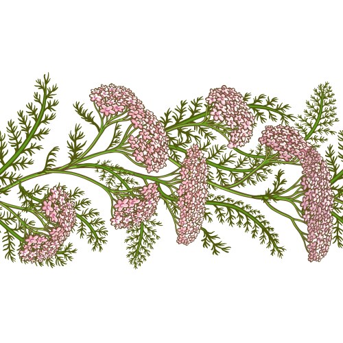 Lavender plant pattern Royalty Free Vector Image