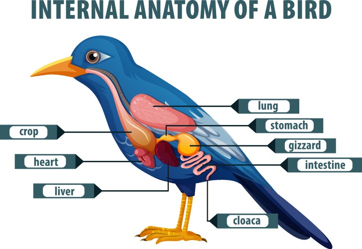 Detailed of birds internal organs Royalty Free Vector Image
