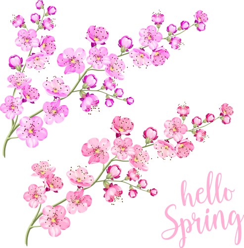 Sakura Vector Images (over 34,000)