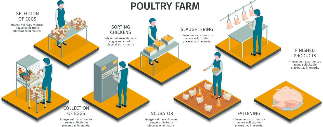 Poultry Vector Images (over 61,000)