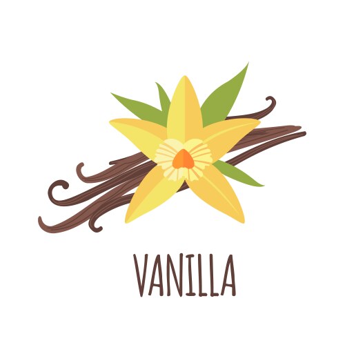 Vanilla isolated on white Royalty Free Vector Image
