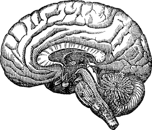 Engraving human brain Royalty Free Vector Image