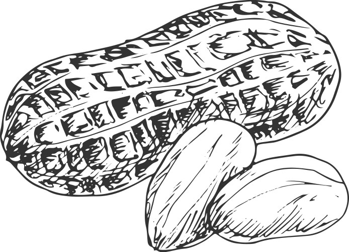 Peanuts in Shell Vector Images (over 2,800)