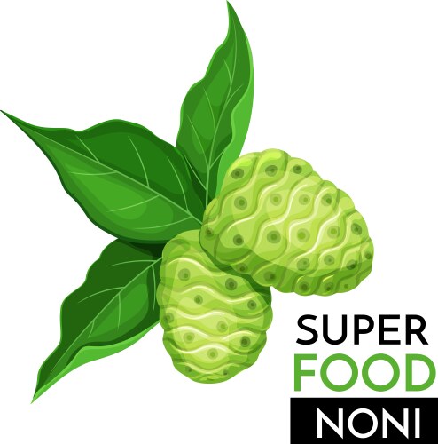 Noni fruit cartoon icon Royalty Free Vector Image