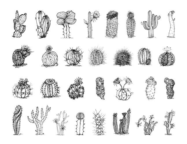 Wild cactuses hand drawn Royalty Free Vector Image