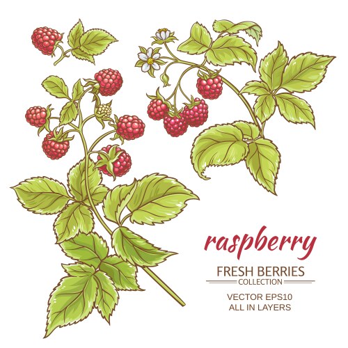Red raspberry branch with growing fresh ripe Vector Image