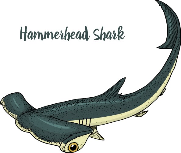 Hammerhead Vector Images (over 1,400)