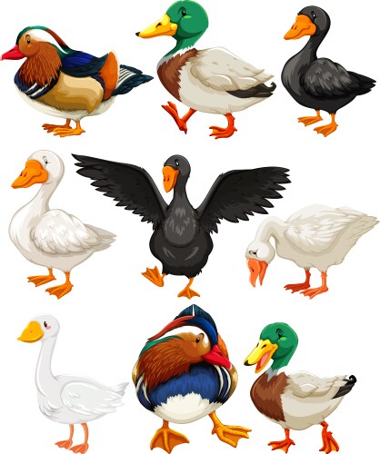 Duck Clipart Black and White Vector Images (over 470)