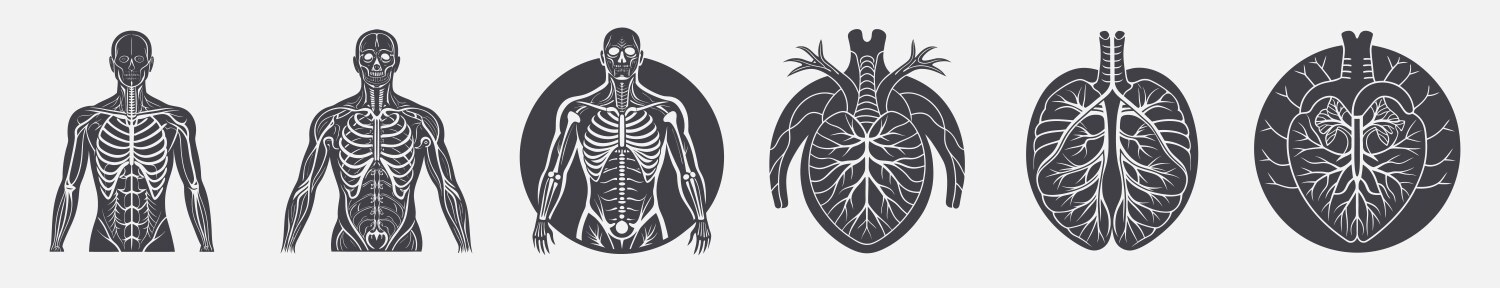 Human Body Anatomy Vector Images (over 95,000)