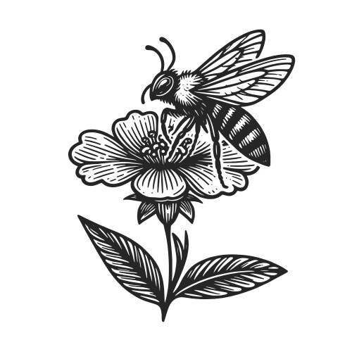 Bee flies to flower sketch Royalty Free Vector Image