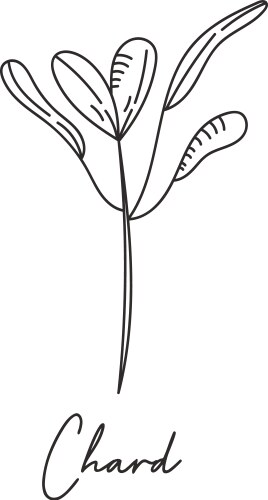 Sorrel micro greens sketch Royalty Free Vector Image