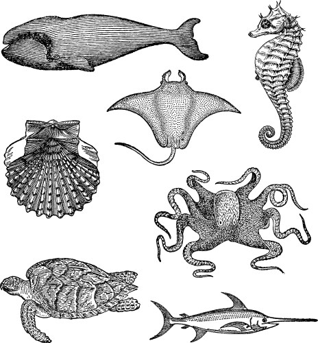 Deep Sea Creatures Collection Royalty Free Vector Image