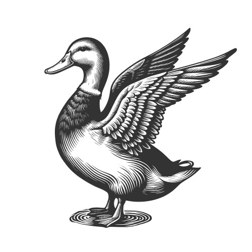 Duck Clipart Black and White Vector Images (over 470)