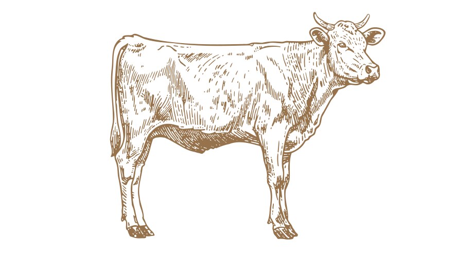 Cow Vector Images (over 110,000)