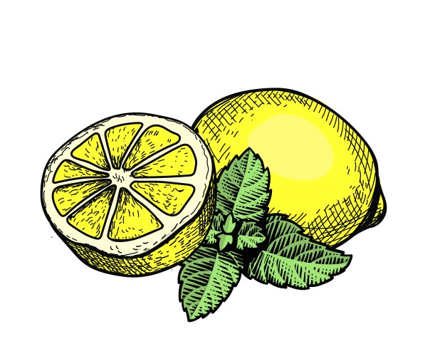 Lemons and mint drawing hand drawn slice Vector Image