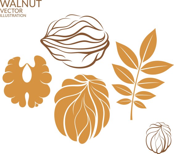 Logo for walnut nuts Royalty Free Vector Image