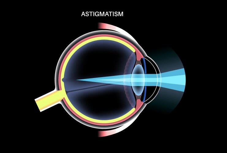 Eye Diagram Anatomy Vector Images (over 2,000)
