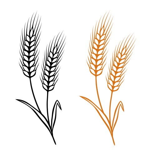 Ears of wheat Royalty Free Vector Image - VectorStock