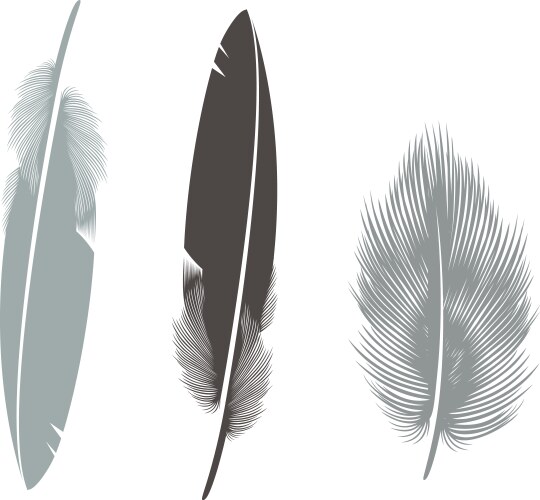 Feathers Vector Images (over 260,000)