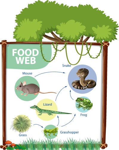 Diagram showing food chain Royalty Free Vector Image