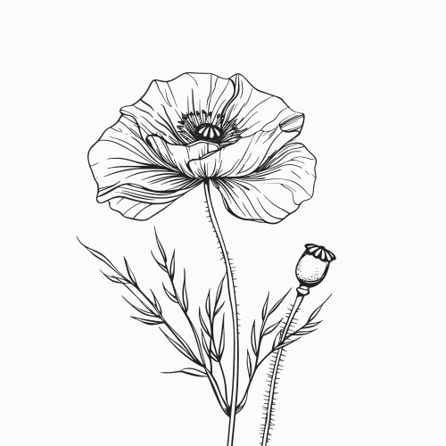 Poppy Flower Outline Vector Images (over 4,400)