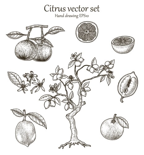 Hand drawn citrus fruits branches Royalty Free Vector Image