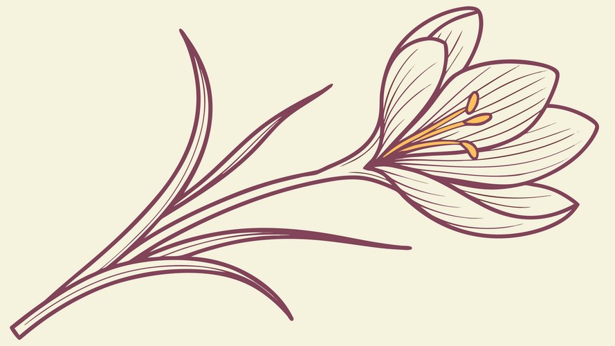 Elegant Saffron Flower Branch Line Art – Royalty-Free Vector | VectorStock