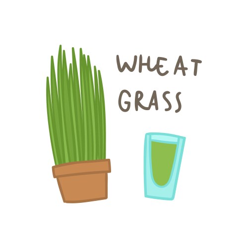 Wheatgrass icon in flat style on white background Vector Image