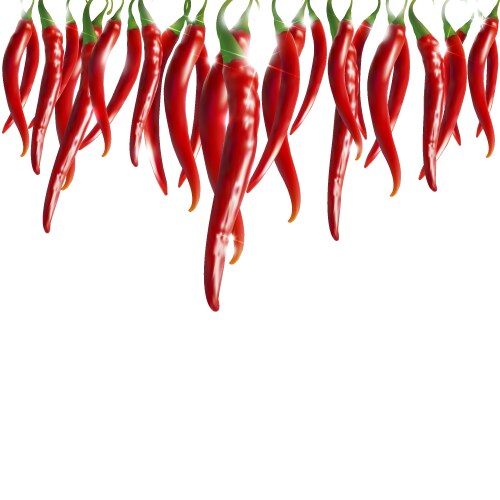 Spicy chili pepper Royalty Free Vector Image - VectorStock