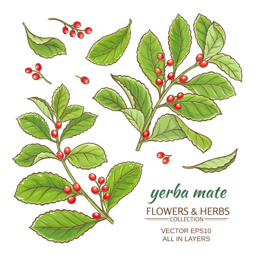 Yerba mate frame Royalty Free Vector Image - VectorStock