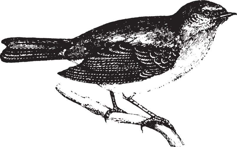 Robin Line Drawing Vector Images (over 550)