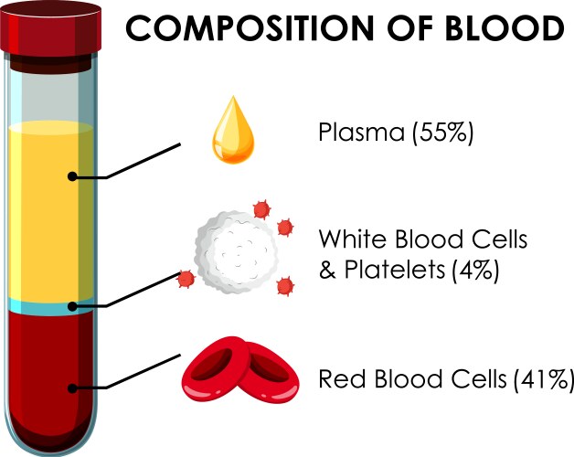 Blood Composition Diagram - Red Blood Cells & Plas – Royalty-Free ...