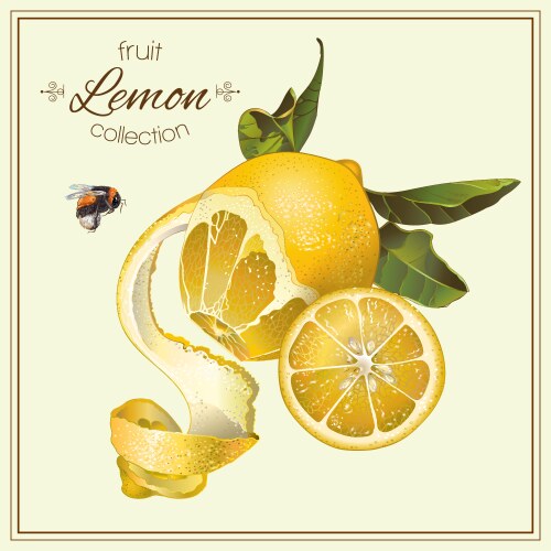 Honey ginger lemon and mint drawing Royalty Free Vector