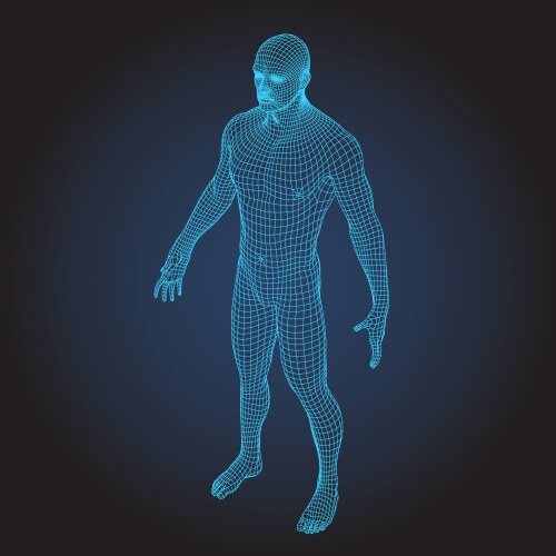 3d wireframe human body Royalty Free Vector Image