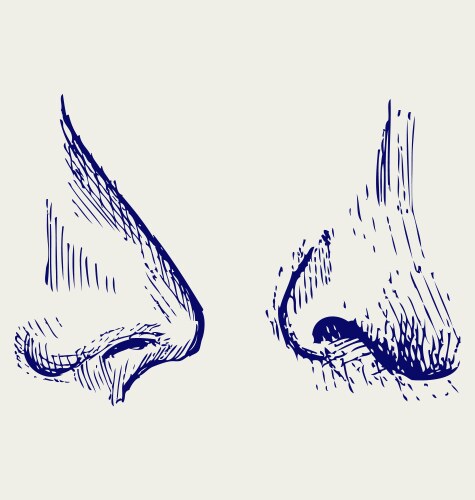 Nose Drawing Vector Images (over 19,000)