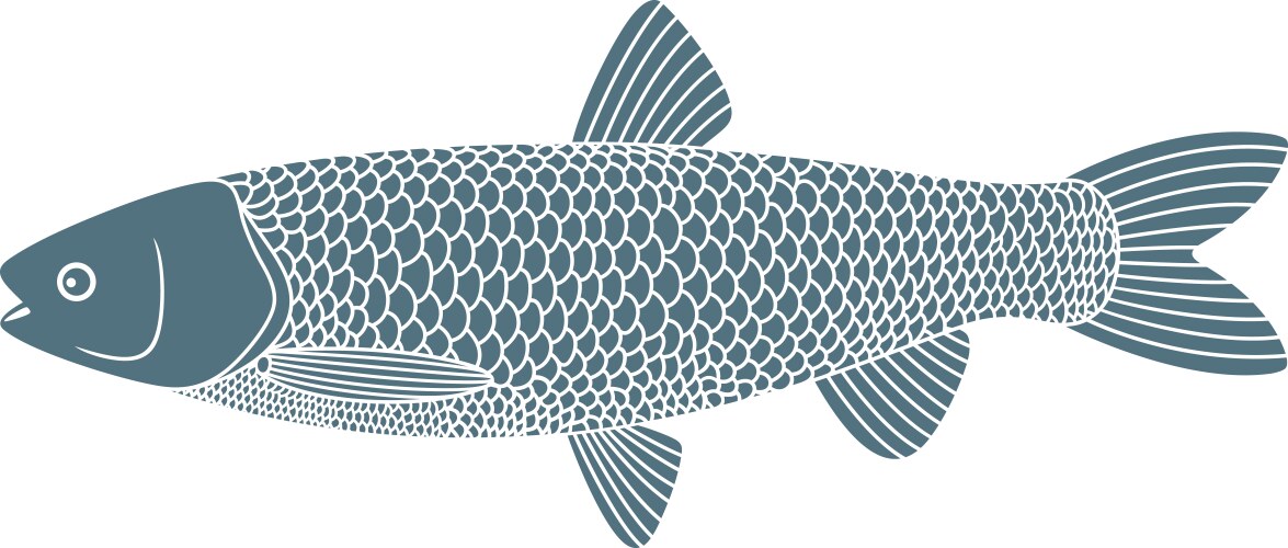 Carp fish Royalty Free Vector Image - VectorStock