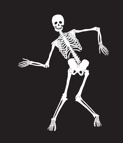 Human skeleton isolated on white Royalty Free Vector Image