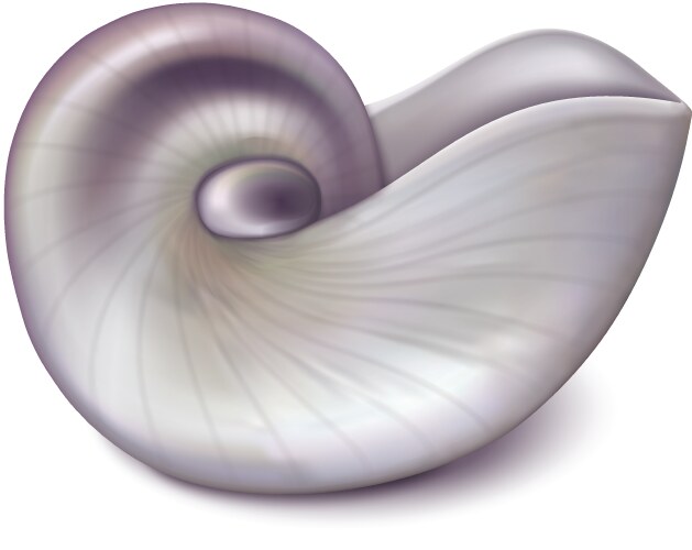 Nautilus Shell Vector Images (over 4,700)