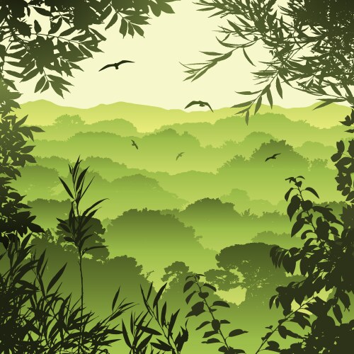 Rain Forest Vector Images (over 8,300)