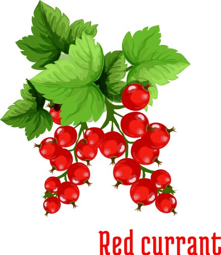 Black currant Royalty Free Vector Image - VectorStock