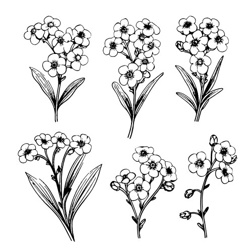 Forget Me not Vector Images (over 2,300)