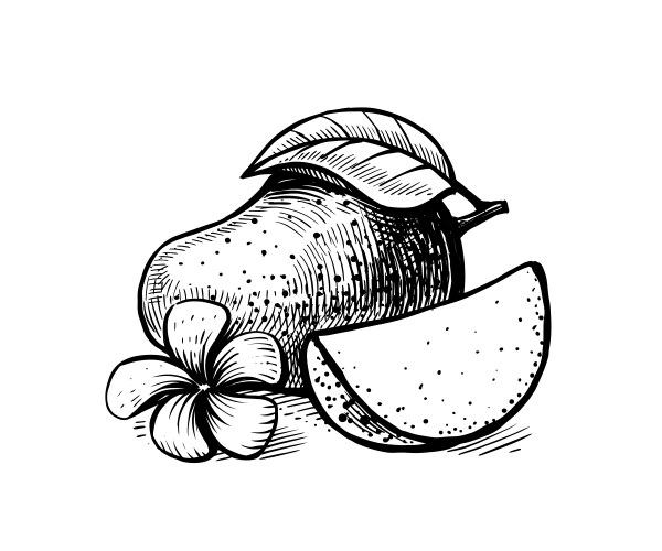 Mango Black and White Vector Images (over 5,900)