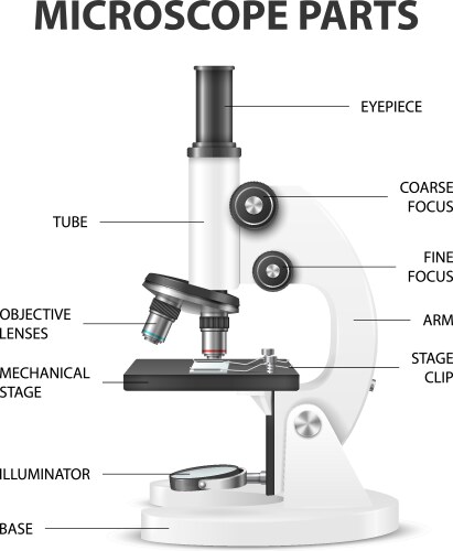 Realistic or 3d microscope front view Royalty Free Vector