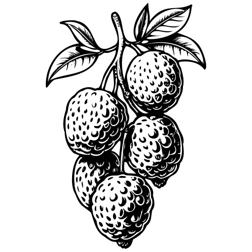 Lychee Vector Images (over 3,600)