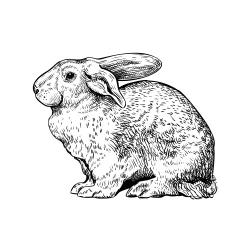Cute Rabbit Sketch Royalty Free Vector Image - VectorStock