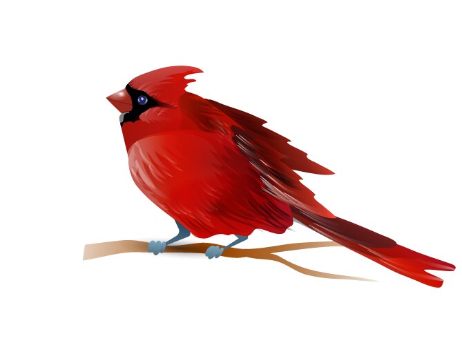 Cardinal Vector Images (over 4,600)